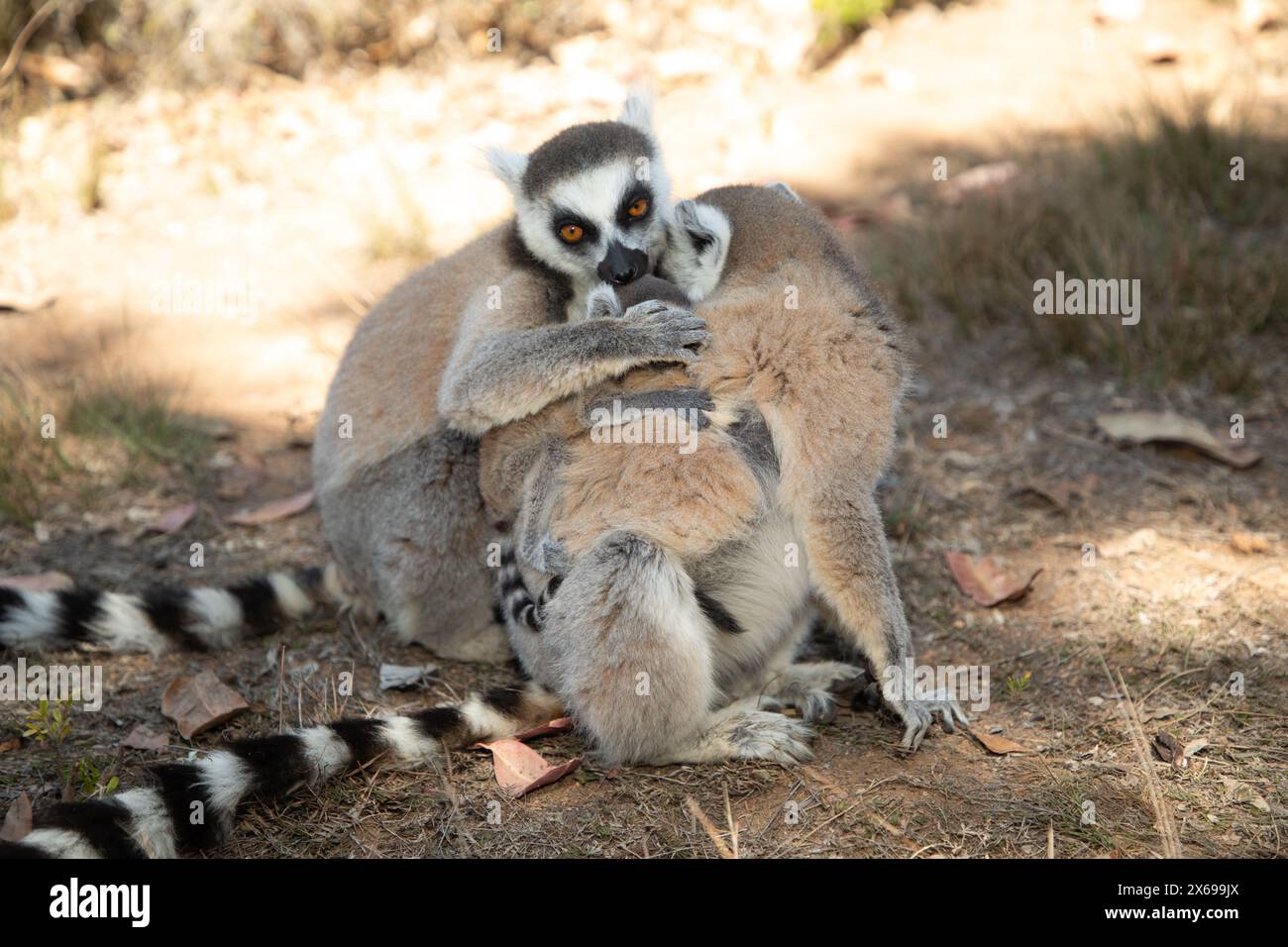 ring-tailed gray lemur in natural environment in private park ...
