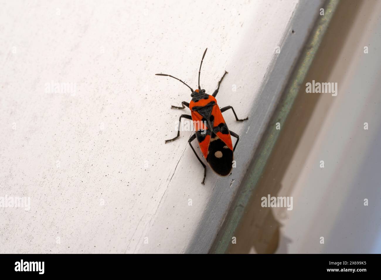 Red and black beetles hi-res stock photography and images - Alamy