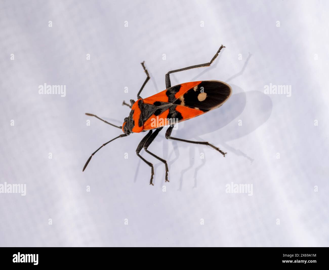 Lygaeus equestris Family Lygaeidae Genus Lygaeus Black-and-red-bug ...