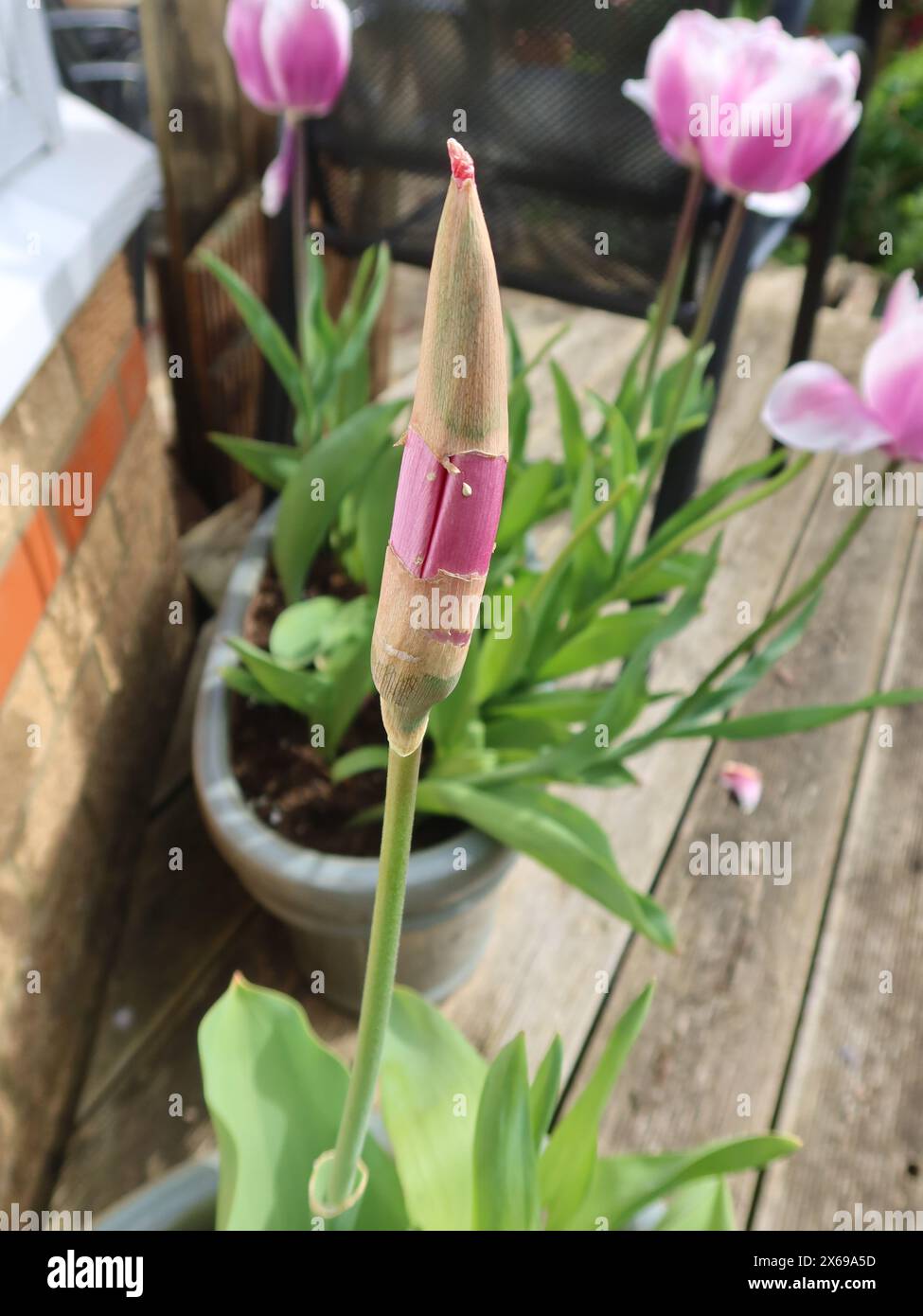 Tulip problems in the garden: cold, wet weather can stop a tulip from ...