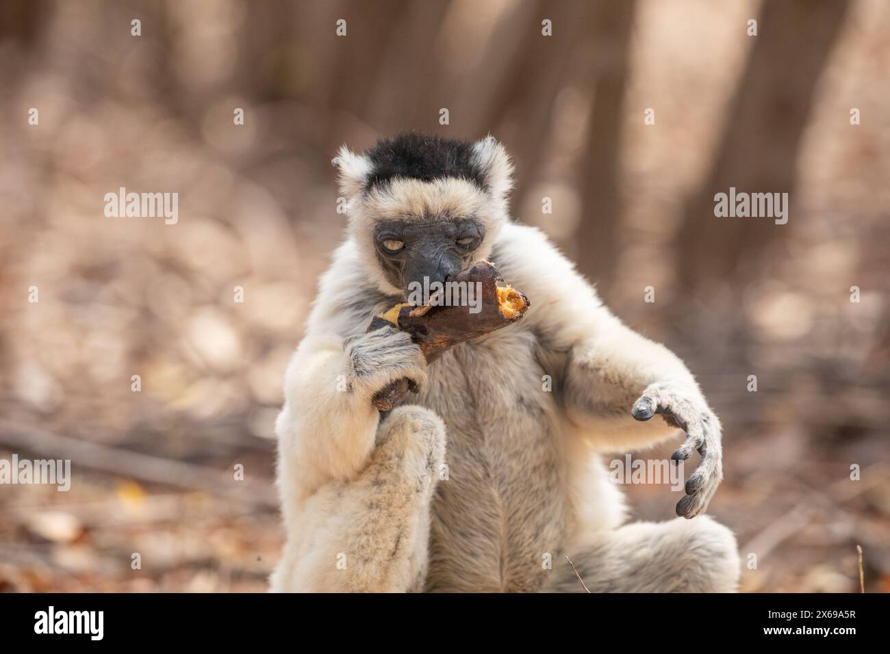 Verreaux's sifaka in Kimony hotel park. White sifaka with dark head on ...