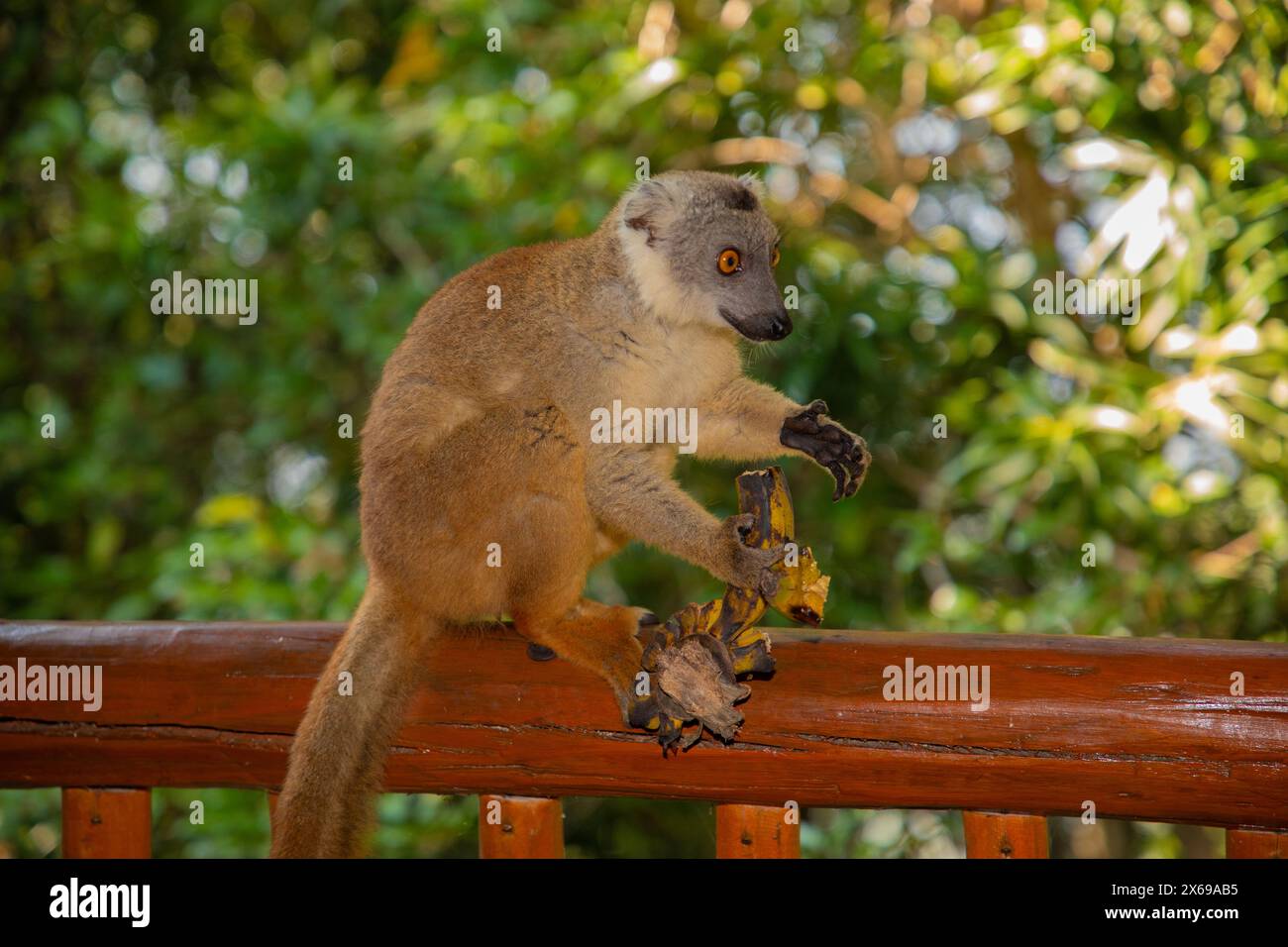 Red lemur (Eulemur Coronatus), endemic animal from Madagascar ...