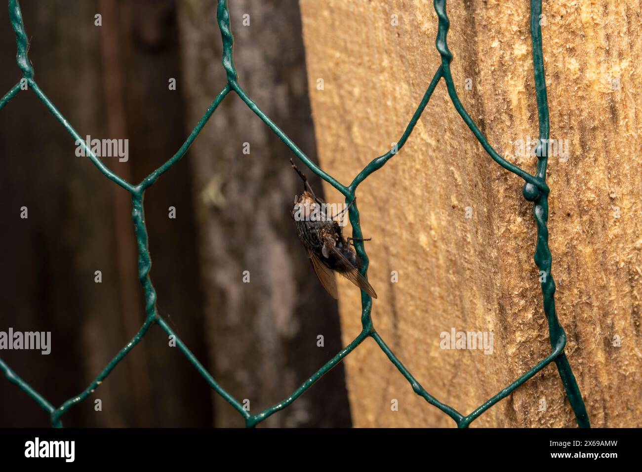 Calliphora vicina family Calliphoridae Genus Calliphora Blue Blowfly ...