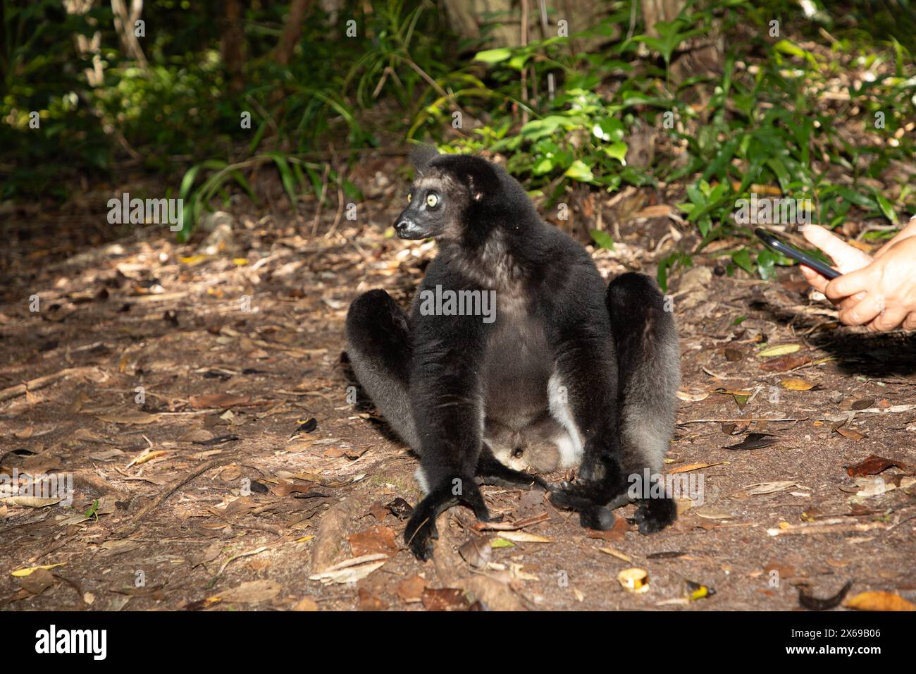 Lemur Indri indri, babakoto black and white largest lemur from ...