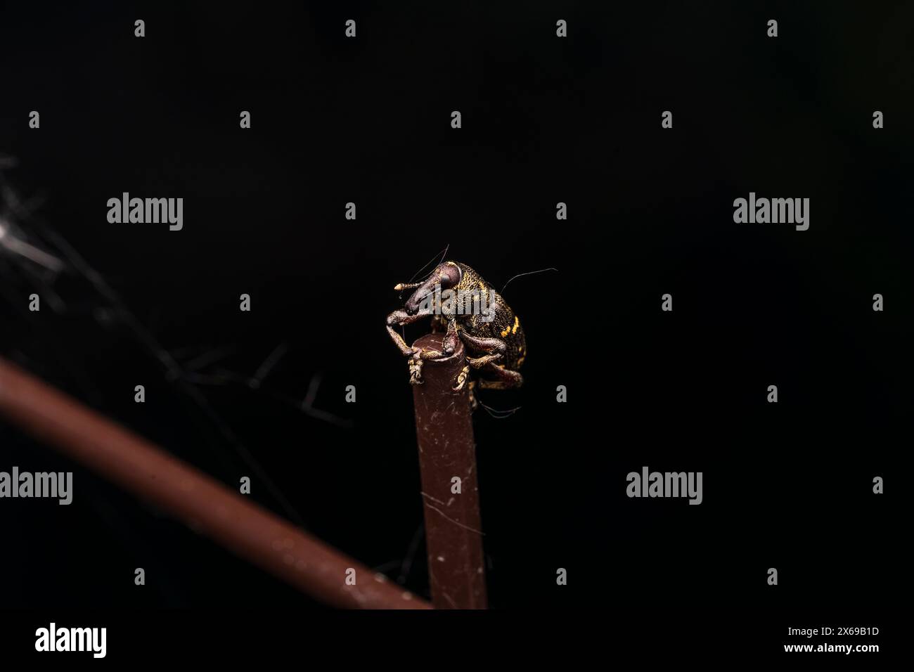 Hylobius abietis Family Curculionidae Genus Hylobius Large pine weevil ...