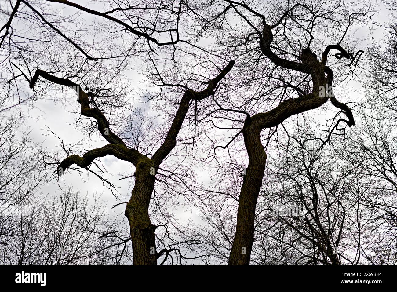 Two treetops hi-res stock photography and images - Alamy