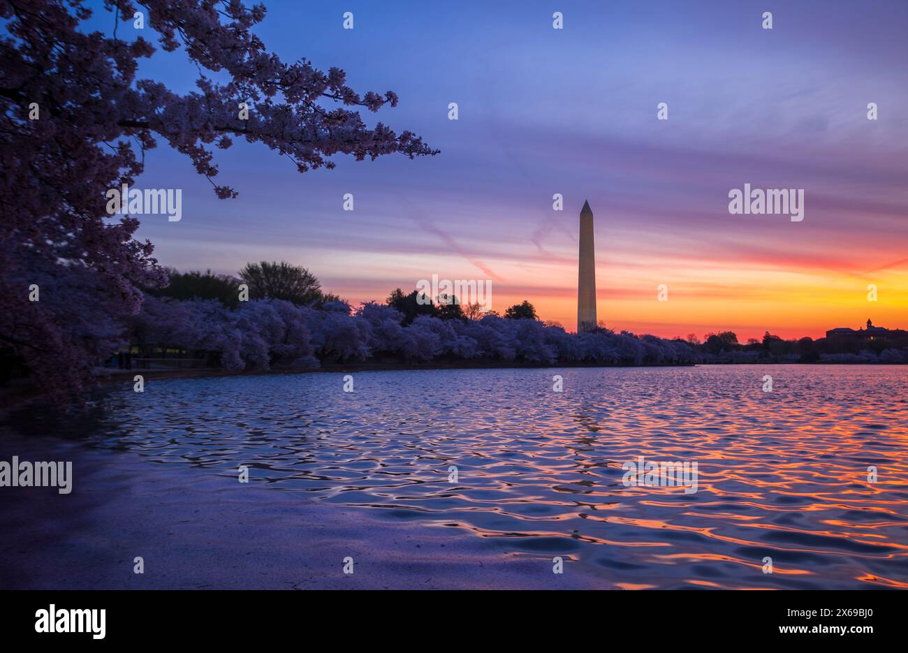 Embracing the dawn in Washington DC with cherry blossoms Stock Photo ...