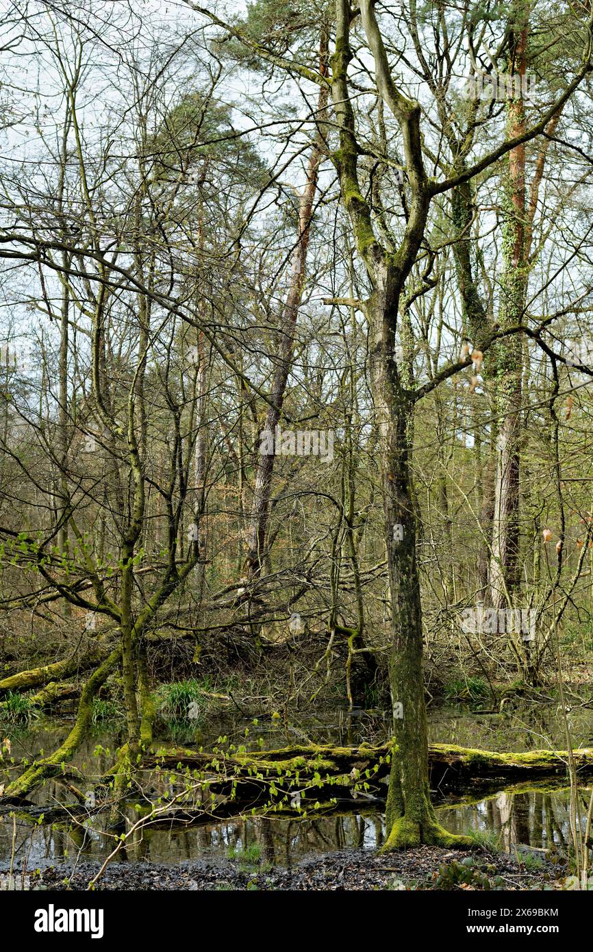 Europe, Germany, North Rhine-Westphalia, Bonn, city, Bonn, Ippendorf ...