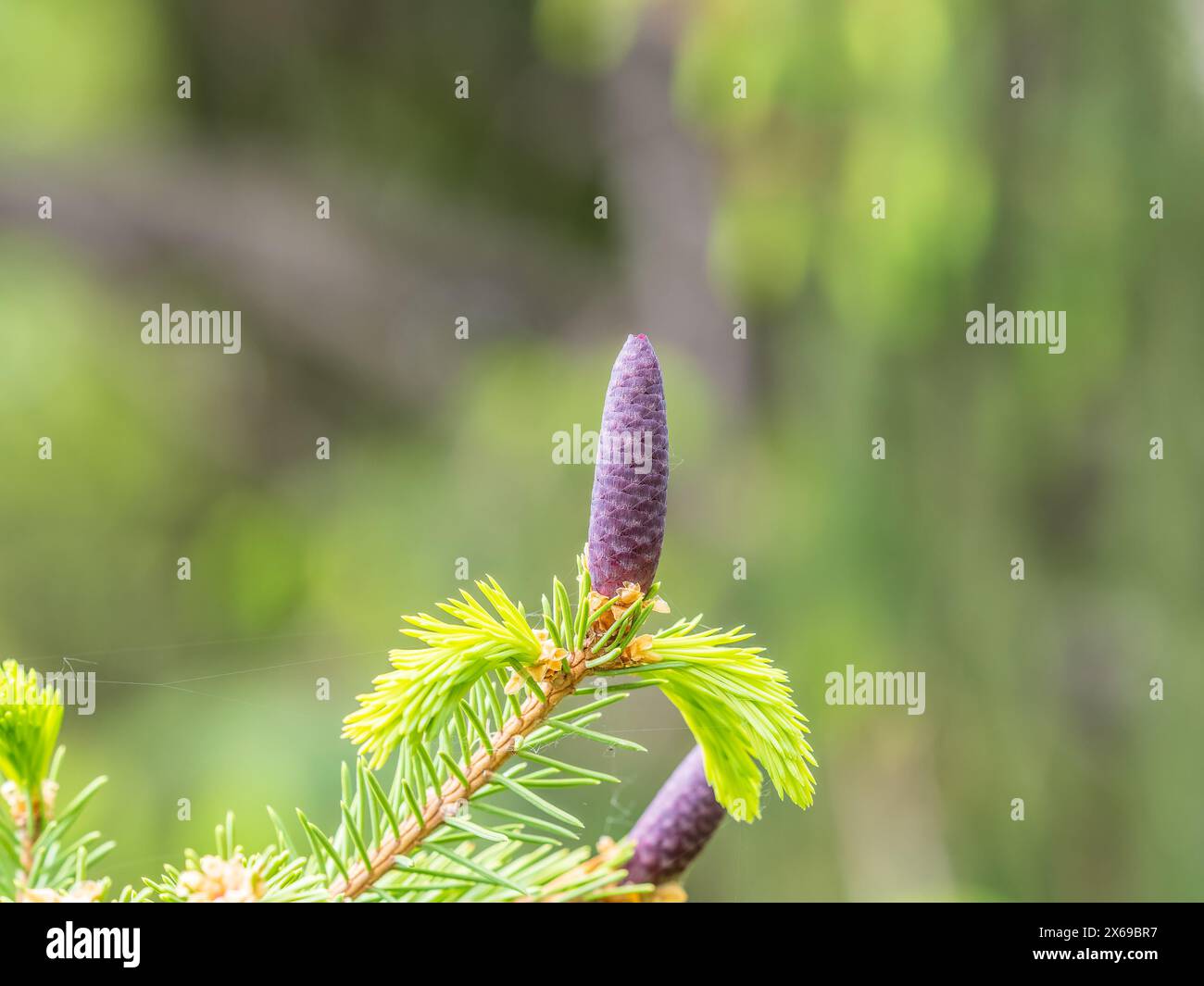 A young female cone of ordinary spruce, it is pink and its scales ...
