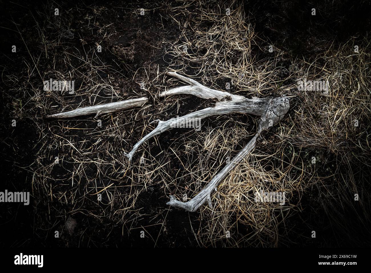 Skeletal hand formed from tree remains decaying in a peat moorland ...