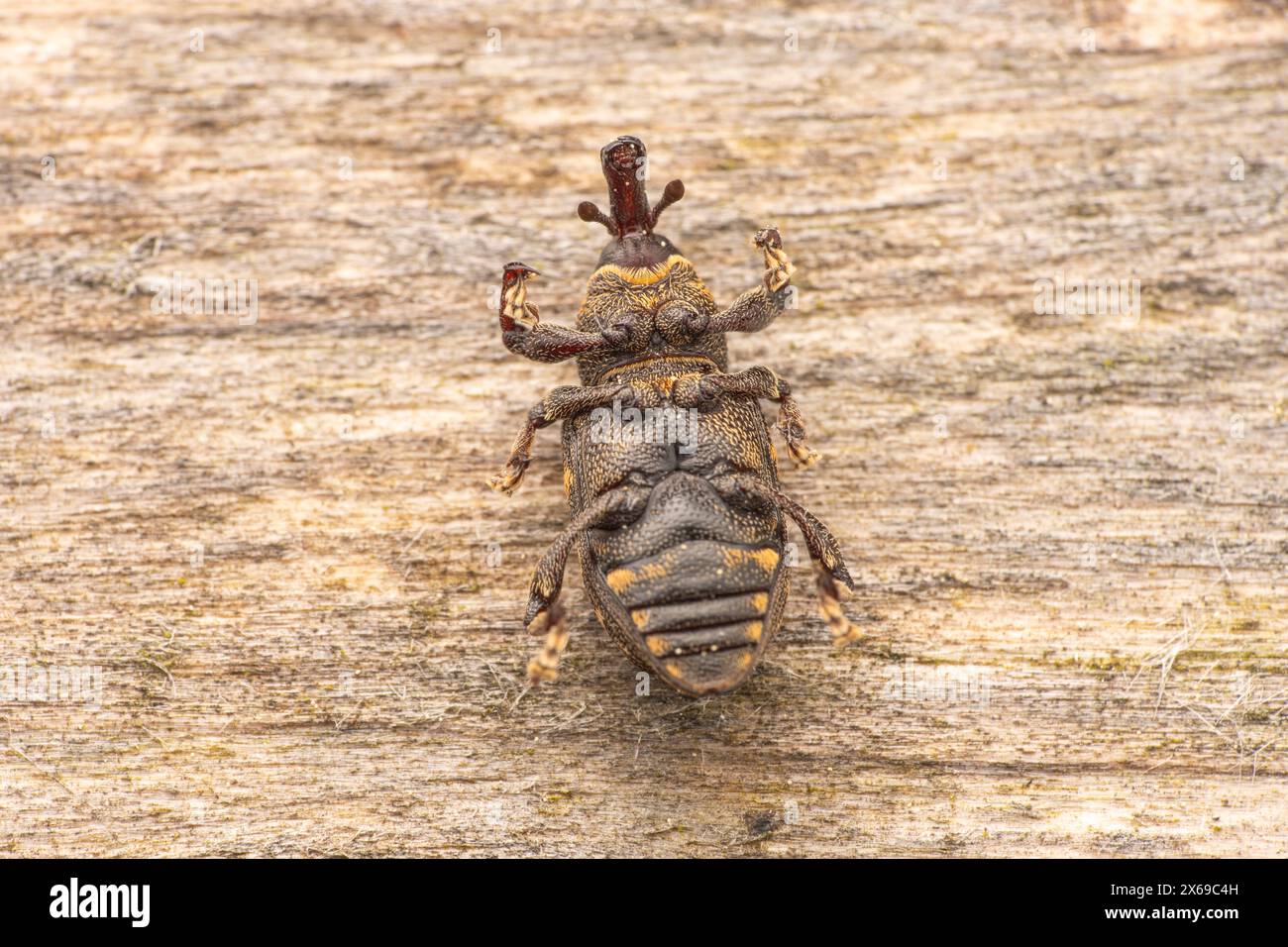 Hylobius abietis Family Curculionidae Genus Hylobius Large pine weevil ...