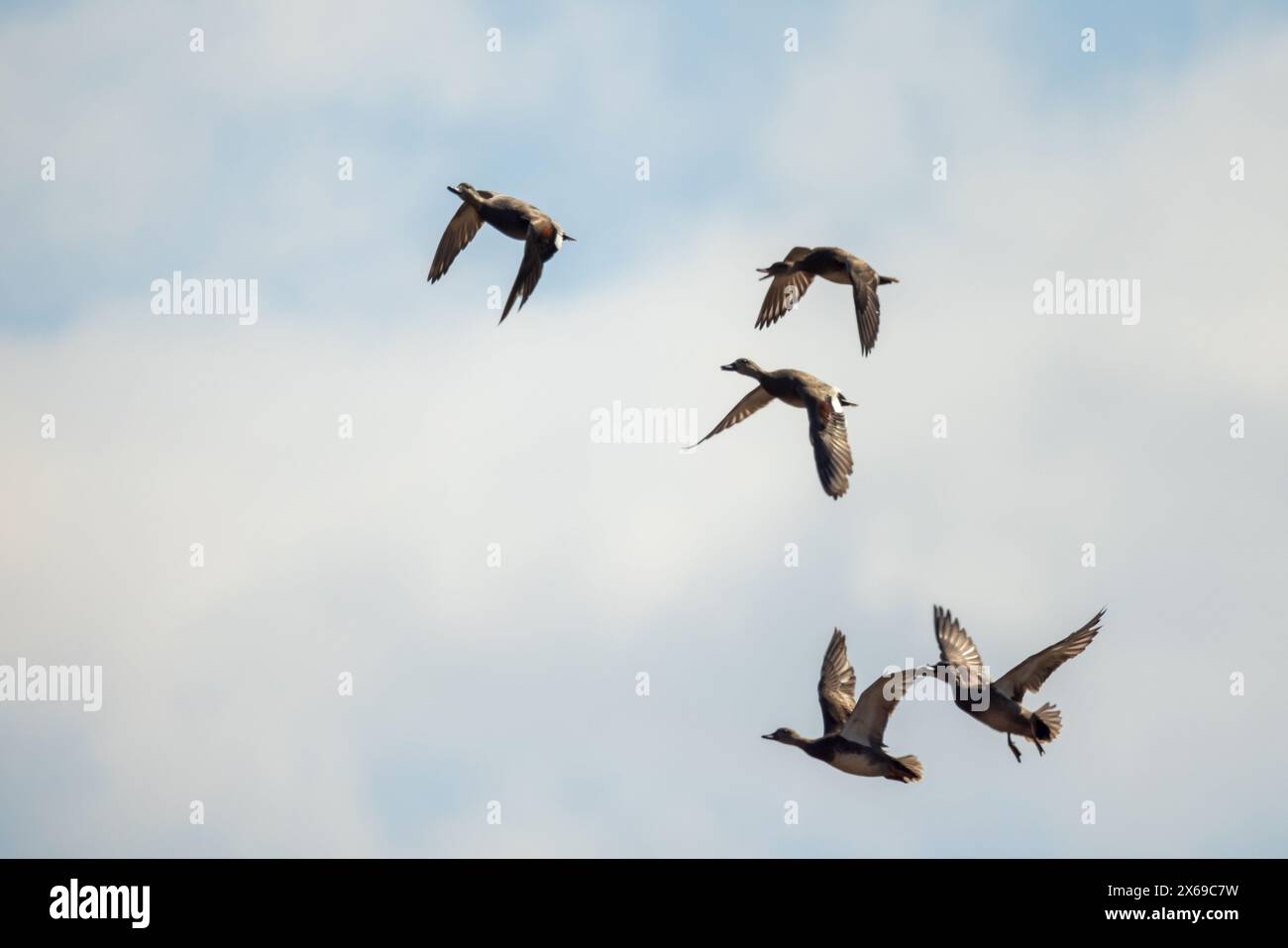 Group of wild ducks fly in the sky. Anas platyrhynchos Stock Photo - Alamy