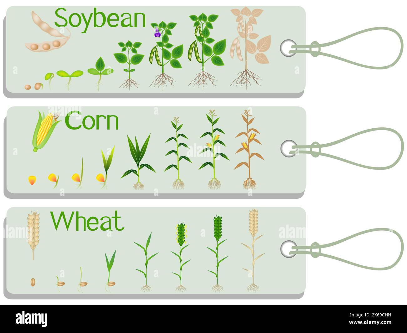Soy, corn and wheat plant growth cycle tags Stock Vector Image & Art ...