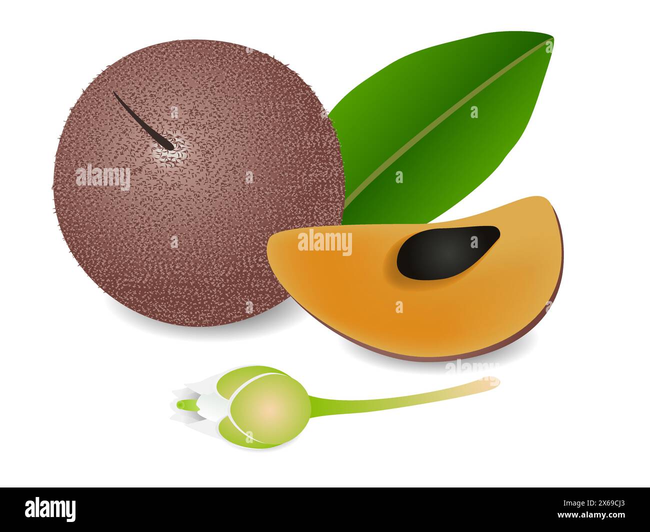 Sapota leaf Stock Vector Images - Alamy