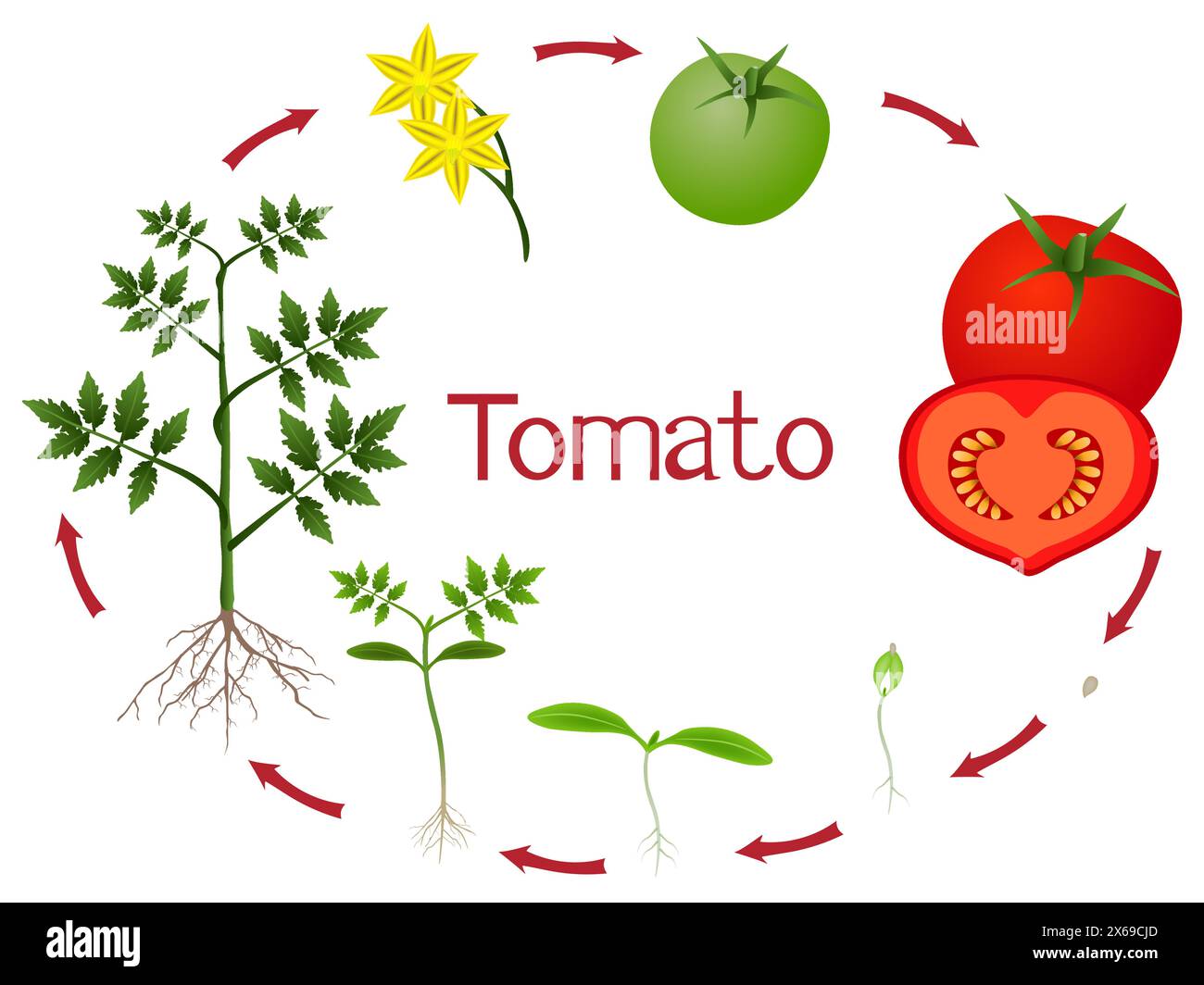 Tomato plant growth stages isolated on white background Stock Vector ...