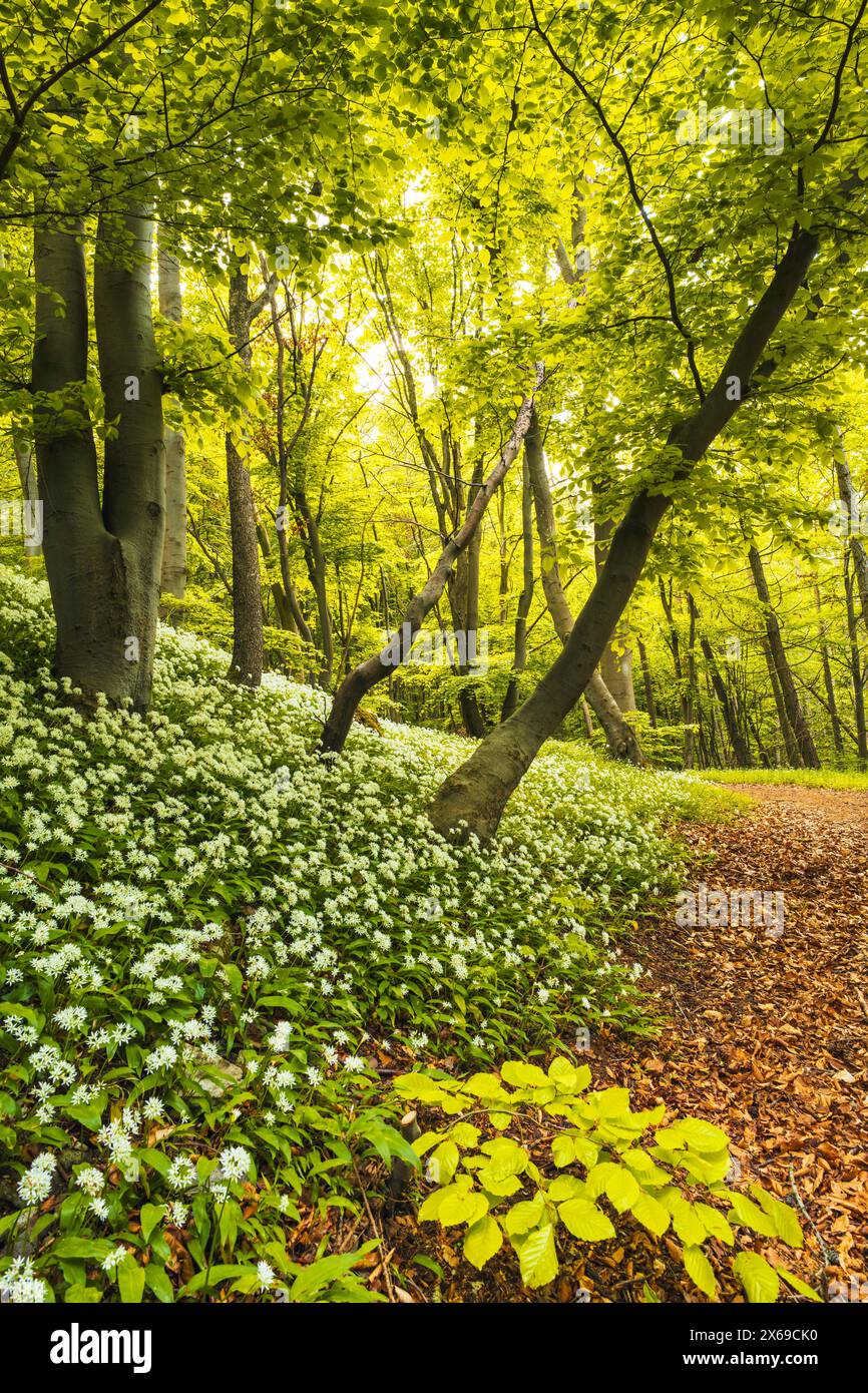 Forest path in the Reinhardswald in northern Hesse on a day in spring ...
