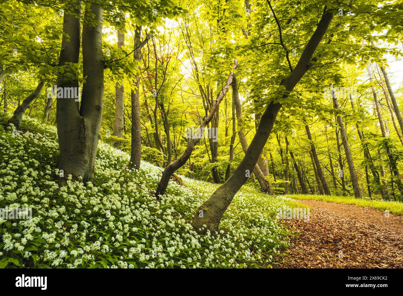 Forest path in the Reinhardswald in northern Hesse on a day in spring ...