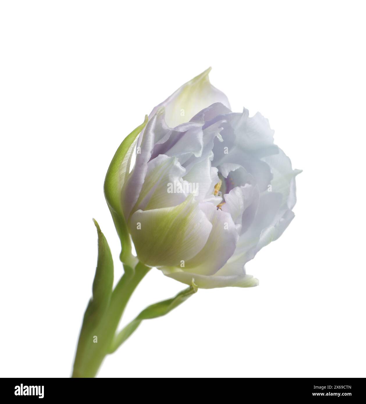Beautiful light blue tulip isolated on white. Bright flower Stock Photo ...