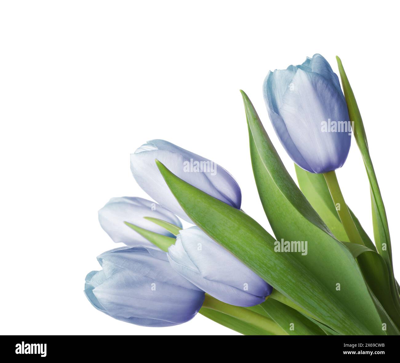Beautiful light blue tulips isolated on white. Bright flowers Stock ...