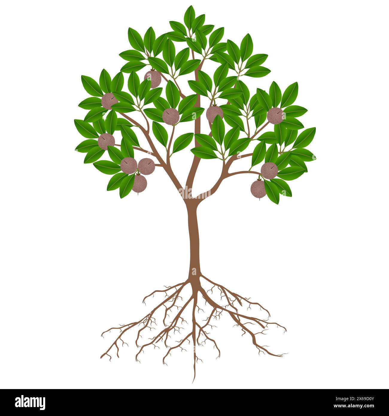 Sapote tree with fruits on a white background Stock Vector Image & Art ...