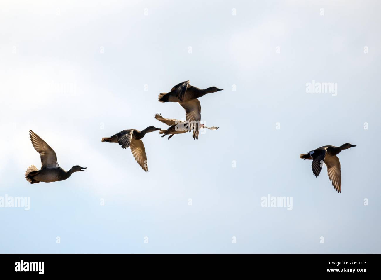 Five ducks fly up hi-res stock photography and images - Alamy