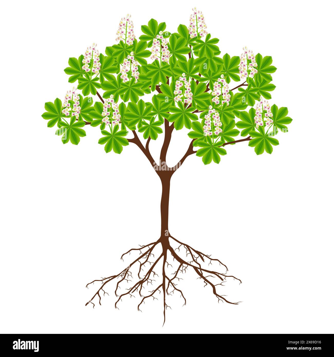 Tree with roots and flowers of horse chestnut on a white background ...
