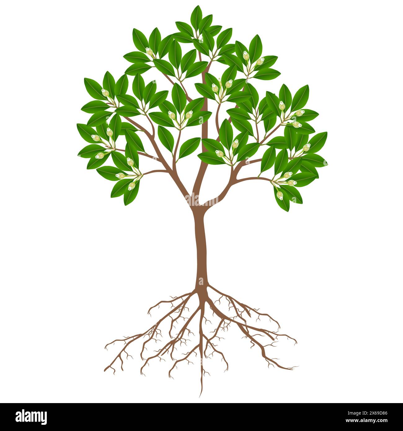 Best tree image Cut Out Stock Images & Pictures - Alamy