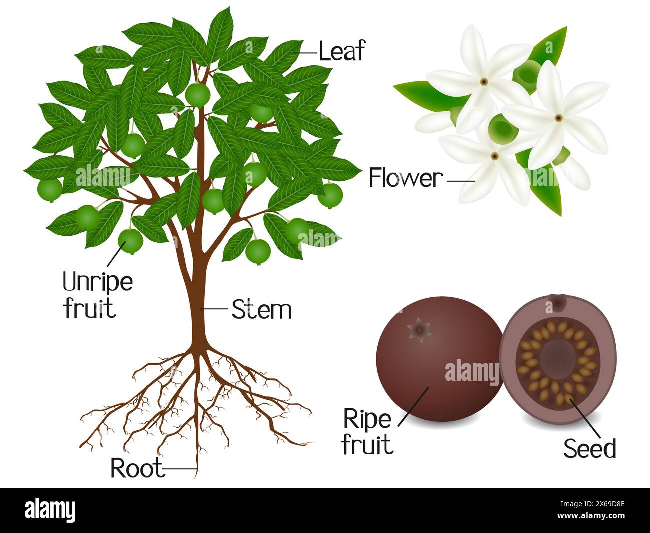 Parts of borojoa patinoi tree on a white background Stock Vector Image ...