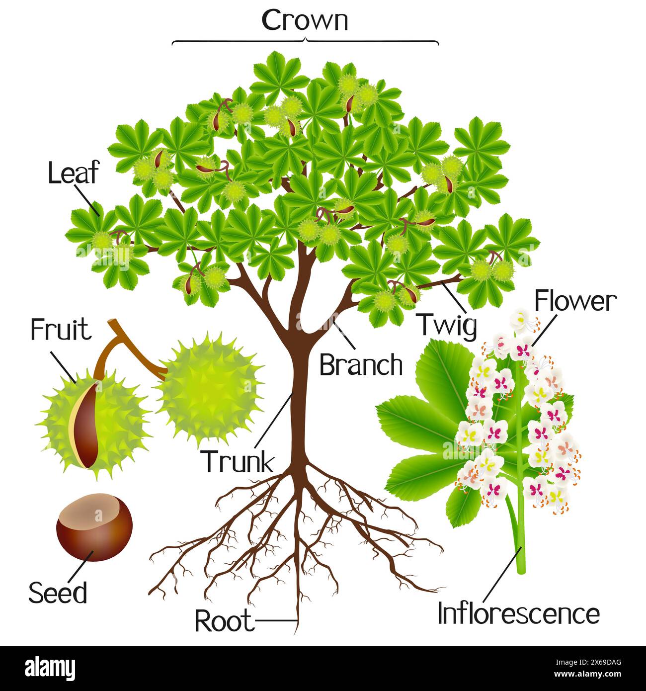 Parts of horse chestnut plant on a white background Stock Vector Image ...