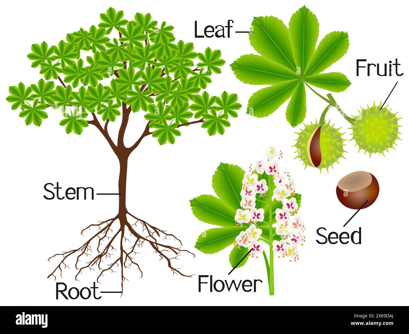 Chestnut tree flower Stock Vector Images - Alamy