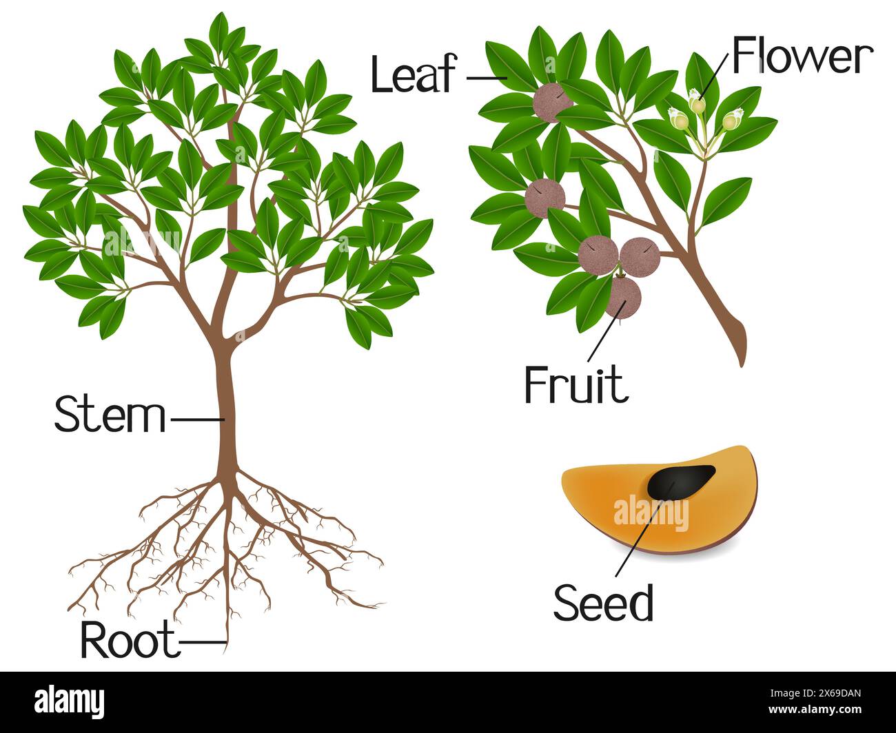 Parts of sapote tree on a white background Stock Vector Image & Art - Alamy