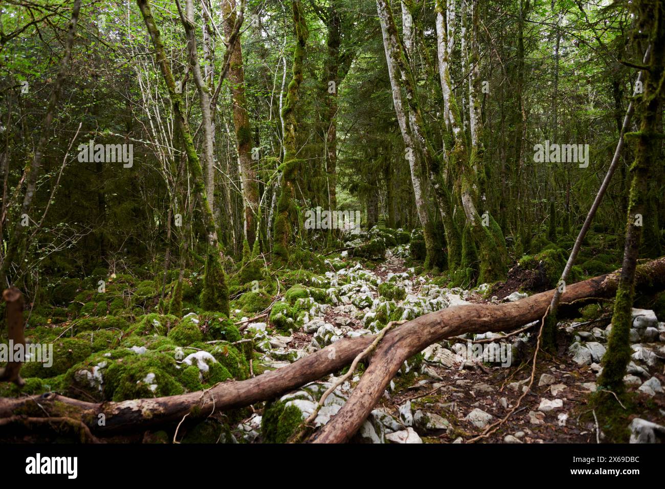 Karst forest hi-res stock photography and images - Alamy