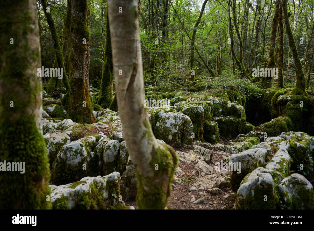 Karst forest hi-res stock photography and images - Alamy
