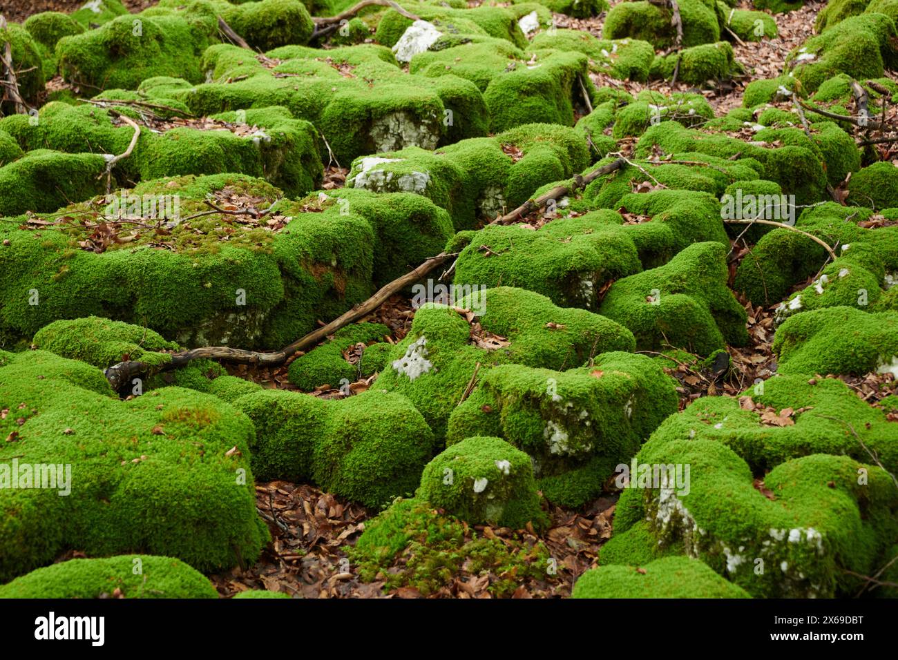 Stones stones moss plants hi-res stock photography and images - Alamy