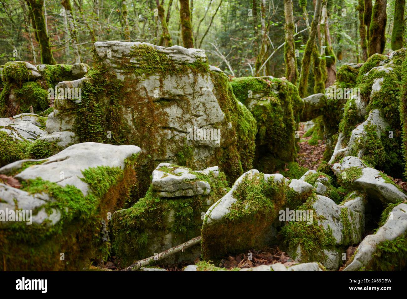 Forest path overgrown with moss hi-res stock photography and images - Alamy
