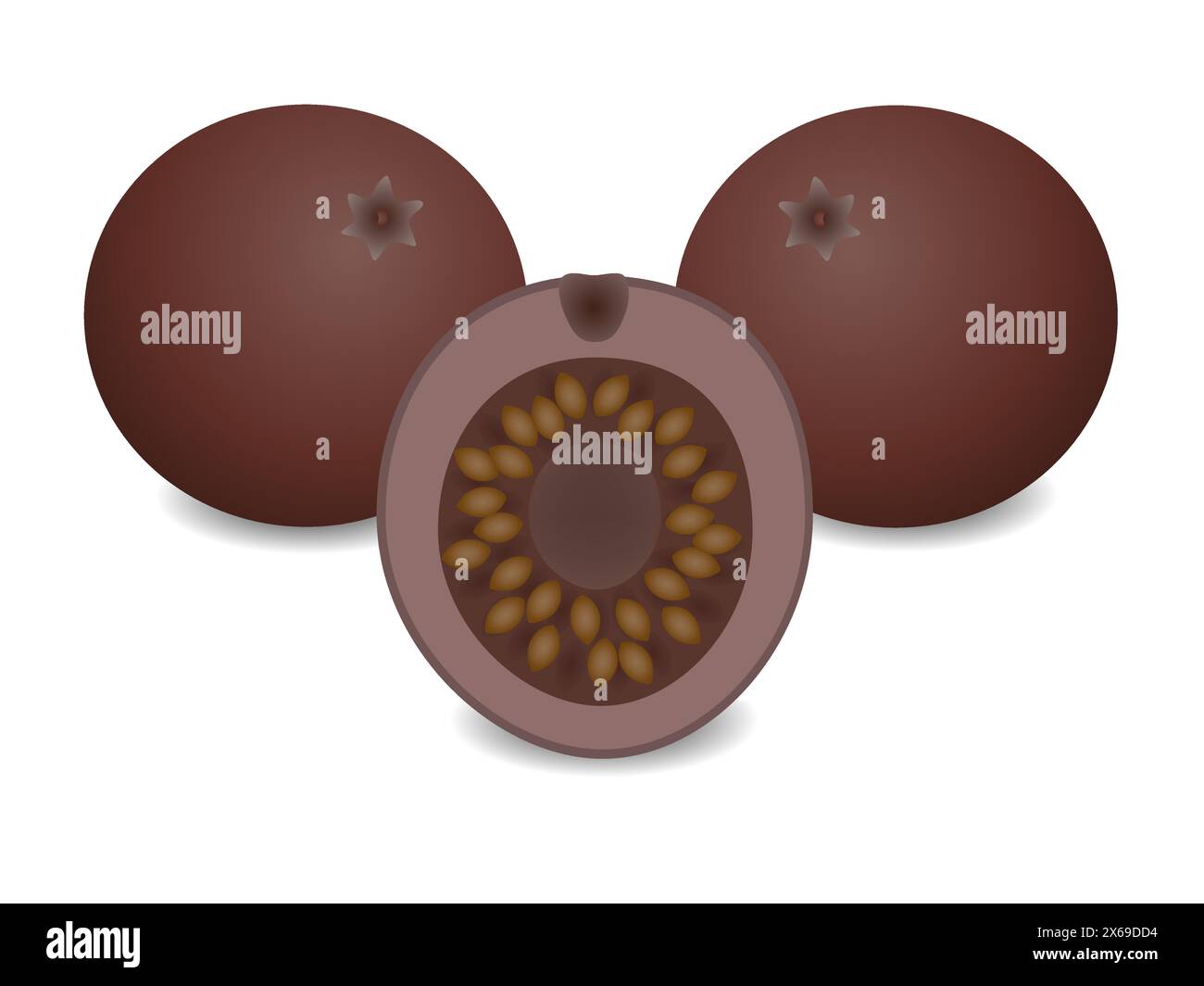 Ripe borojoa patinoi fruits isolated on white background Stock Vector ...