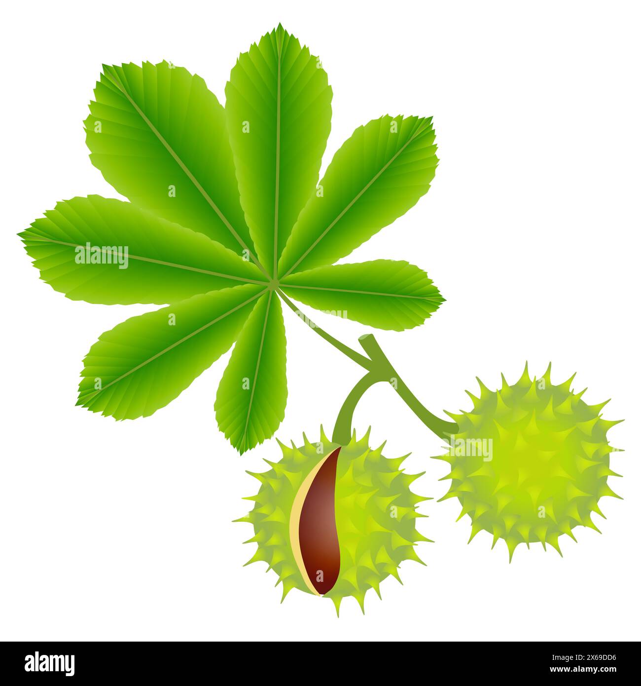 Chestnuts brown aesculus Stock Vector Images - Alamy
