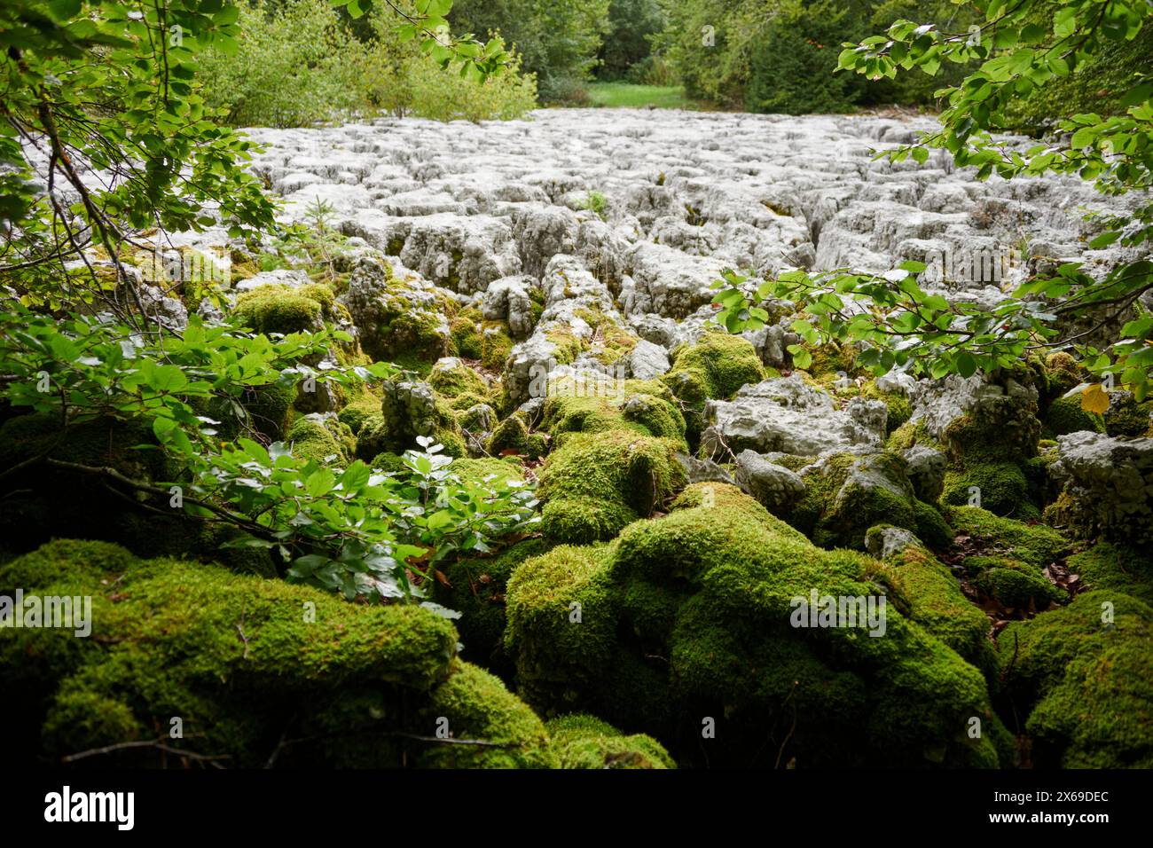 Karst forest hi-res stock photography and images - Alamy