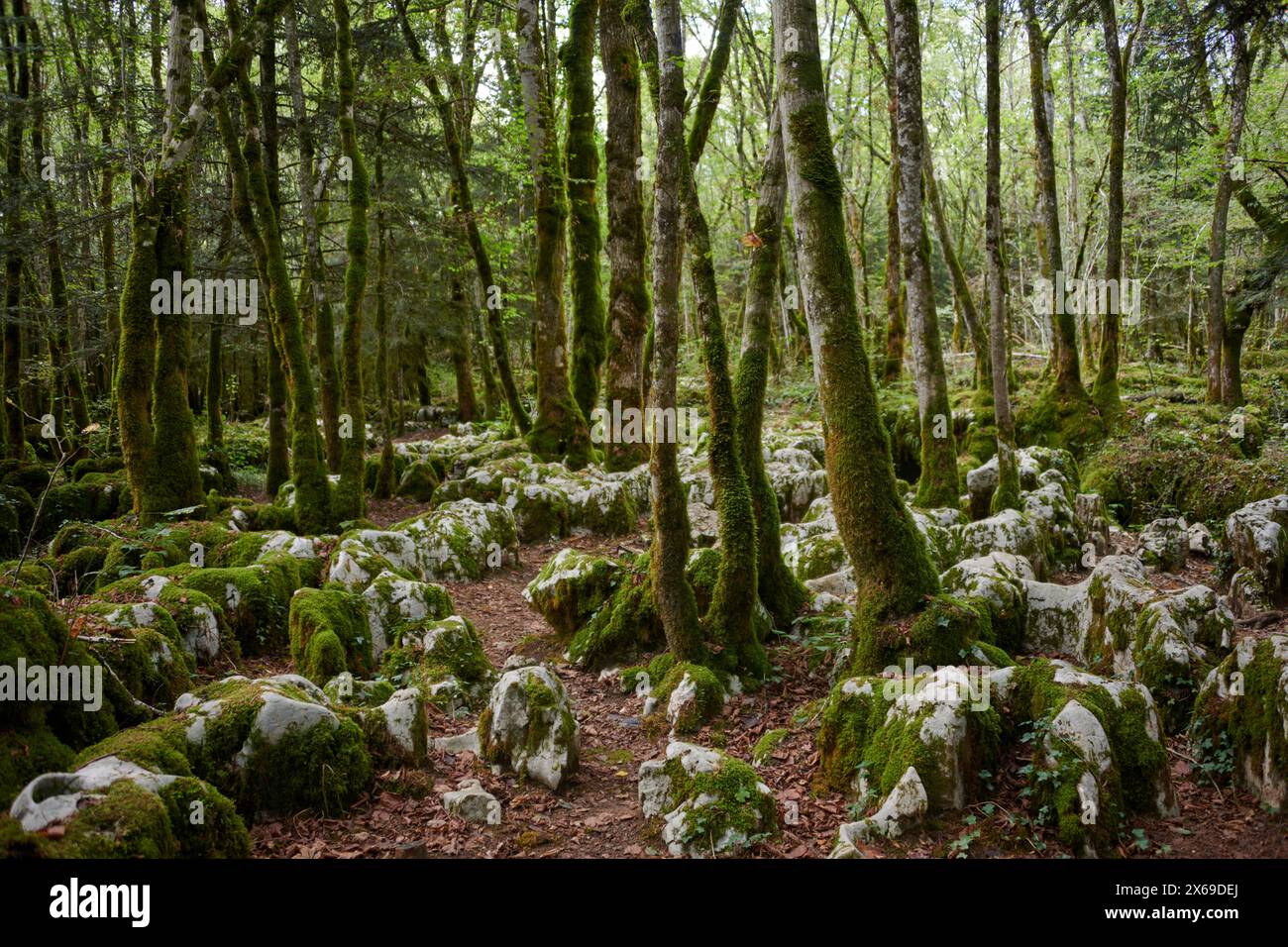 Karst forest hi-res stock photography and images - Alamy