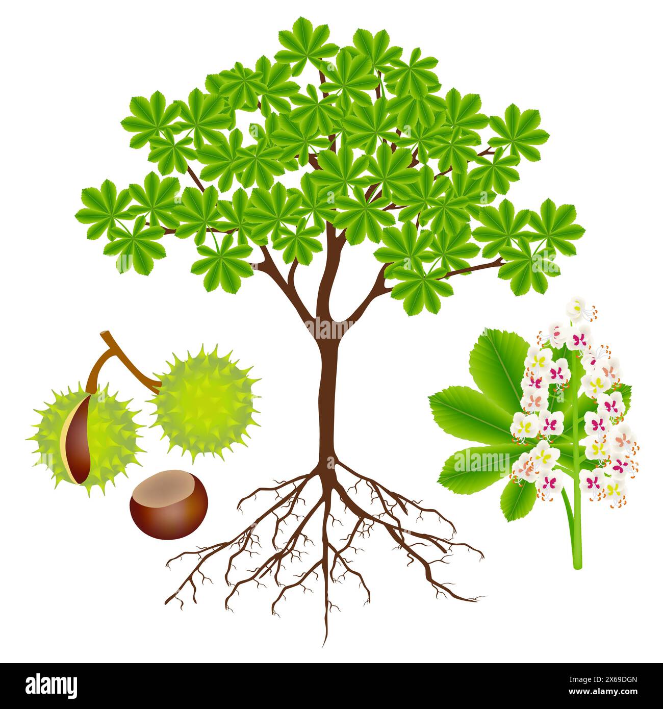 Horse chestnut plant with fruits and flower on white Stock Vector Image ...