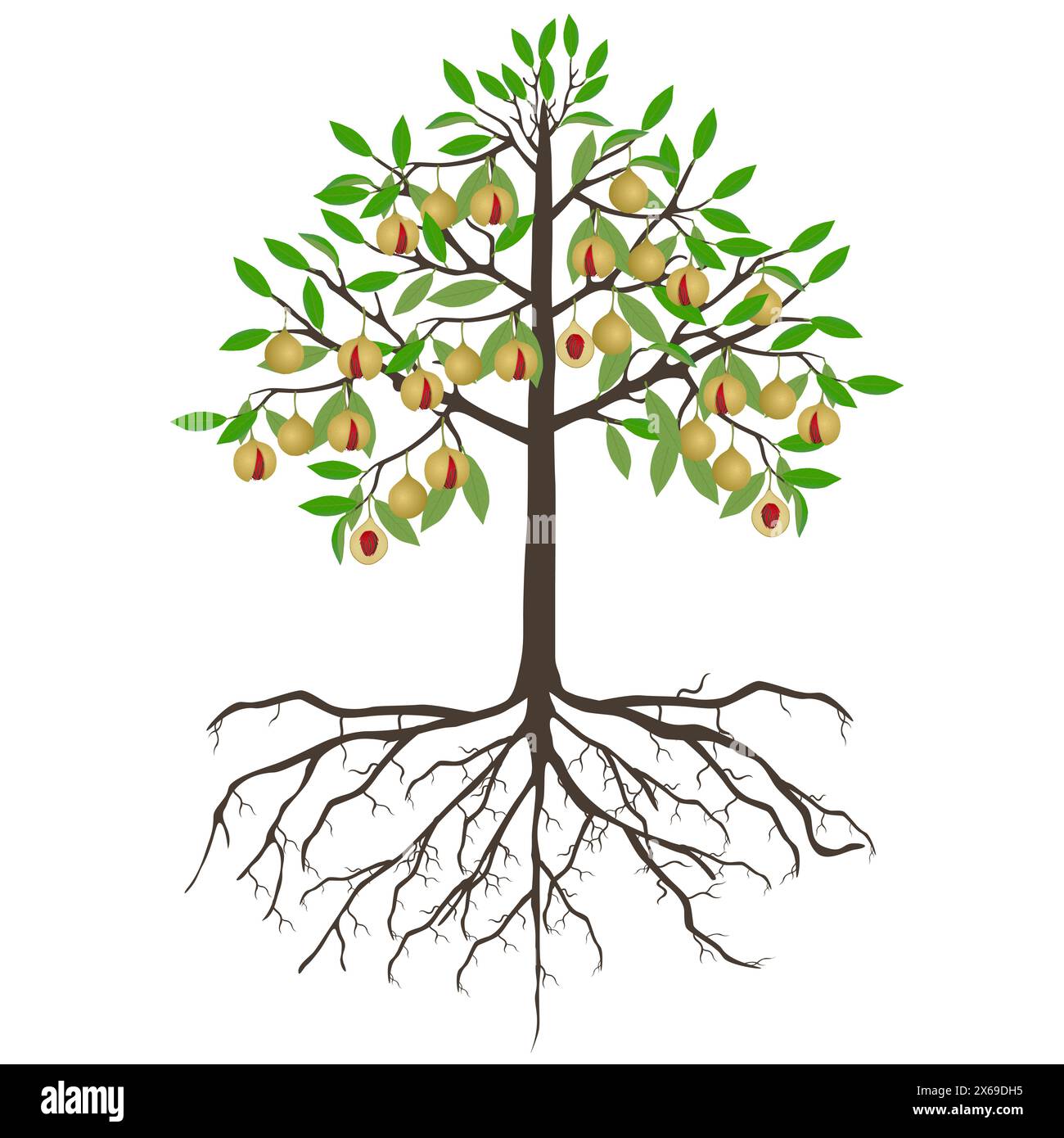 Nutmegs tree with fruits on a white background Stock Vector Image & Art ...