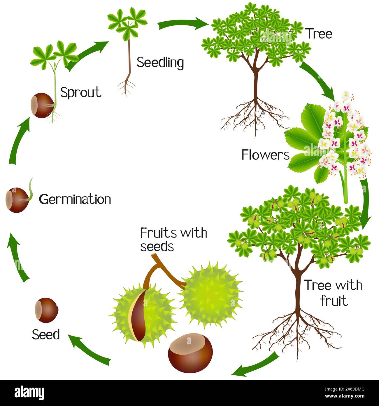 A growth cycle of horse chestnut plant on a white background Stock ...