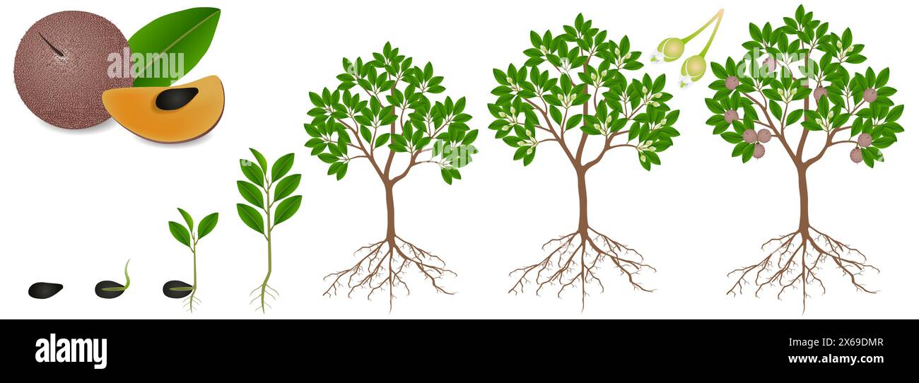 Cycle of growth of sapote fruit plant on a white background Stock ...