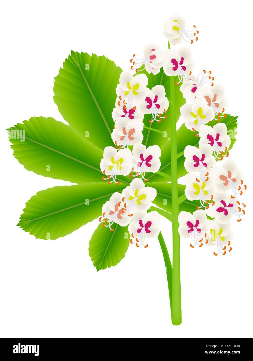 May blossom horse Stock Vector Images - Alamy