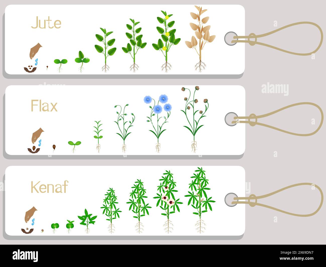 Jute, flax and kenaf plant growth cycle tags Stock Vector Image & Art ...