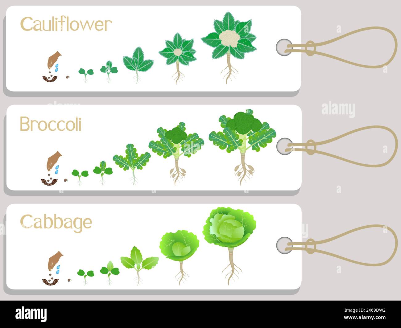 Cauliflower, broccoli and cabbage plant growth cycle tags Stock Vector ...