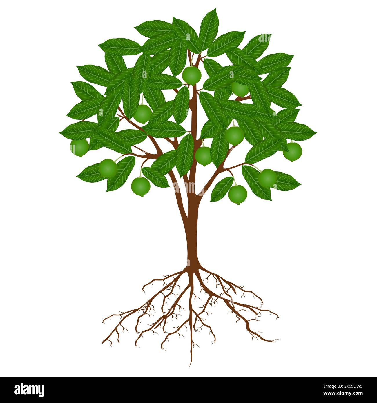 Borojoa patinoi tree with fruits on a white background Stock Vector ...