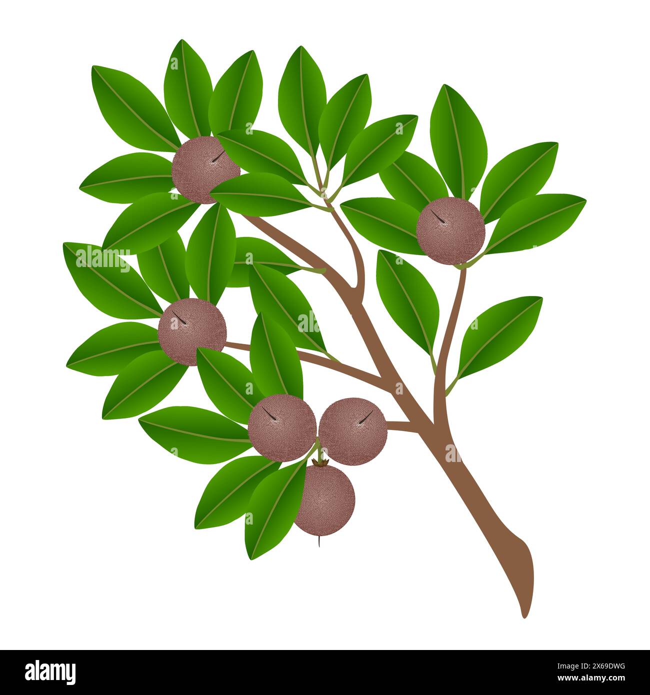 Branch with ripe fruit sapote with leaves on a white background Stock ...