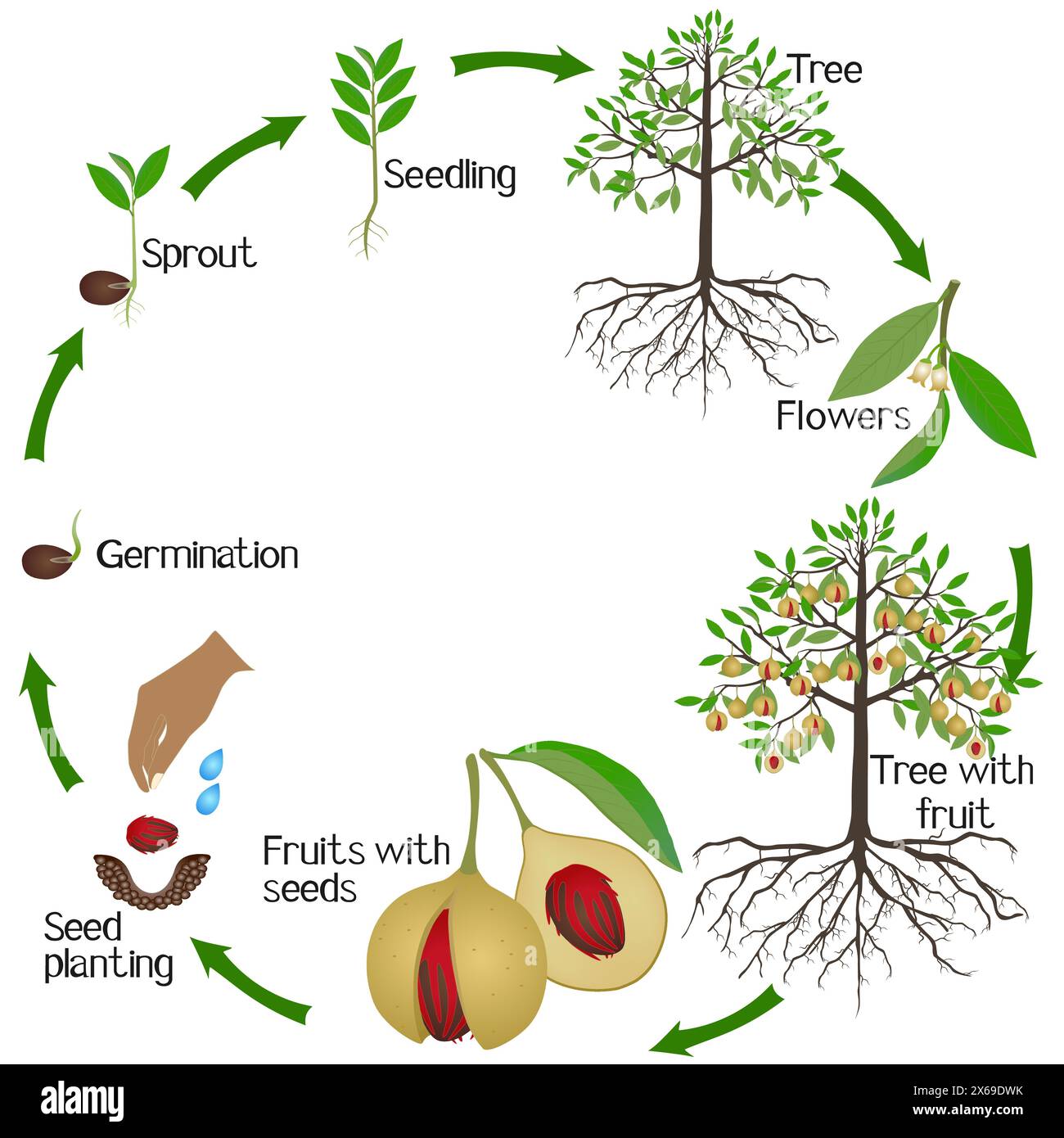 A growth cycle of nutmeg plant on a white background Stock Vector Image ...