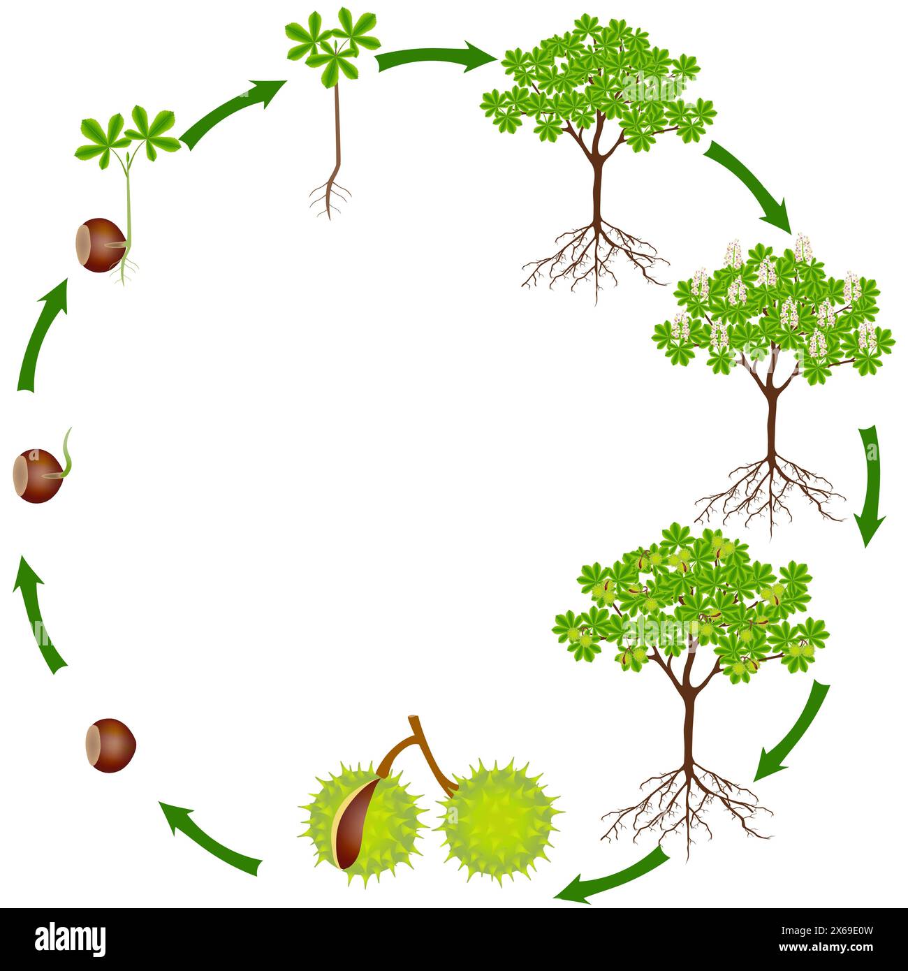 Life cycle of horse chestnut plant on a white background Stock Vector ...